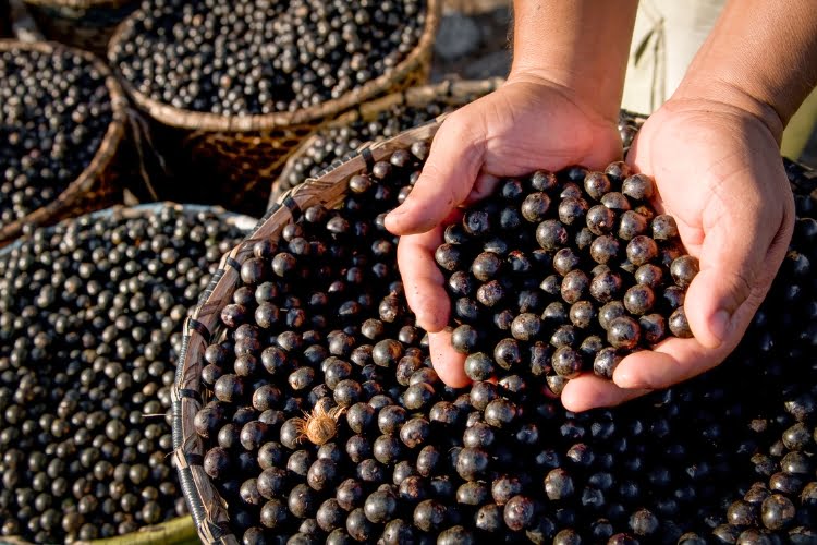 Plantar açaí dá lucro? Veja se é lucrativo e como iniciar a plantação