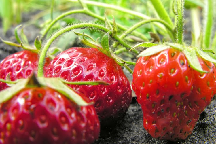 Maior produtor de morango do Brasil: Conheça os principais!