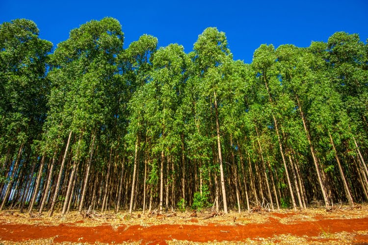 4 Maiores produtores de eucalipto do mundo