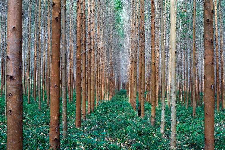 4 Maiores produtores de eucalipto do mundo